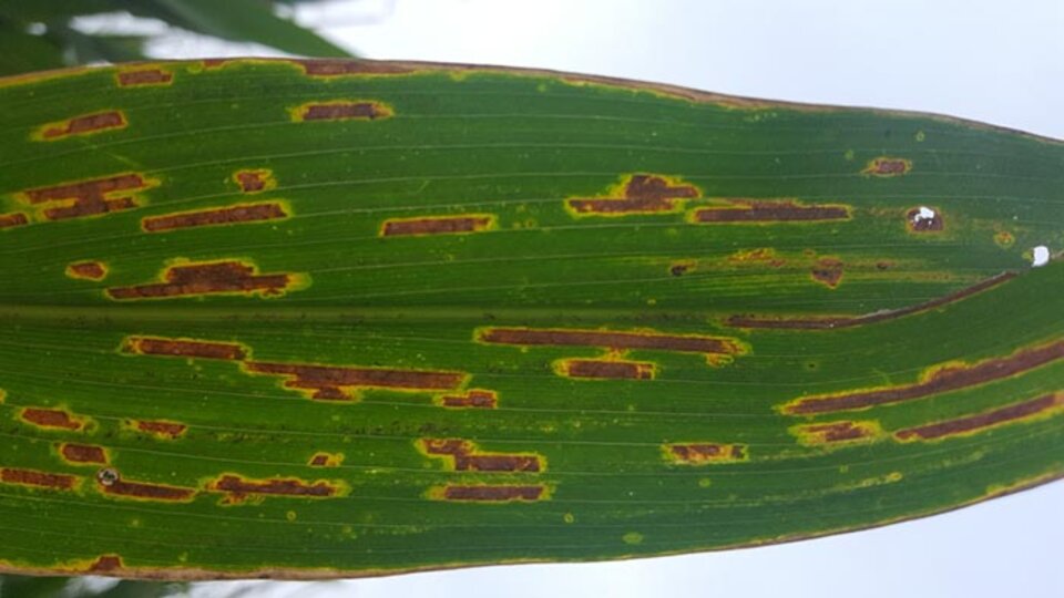 Differentiating Corn Leaf Diseases | CropWatch | Nebraska