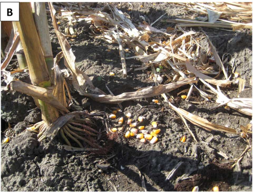 Control of Glyphosate-Resistant Volunteer Corn in LibertyLink Soybean ...