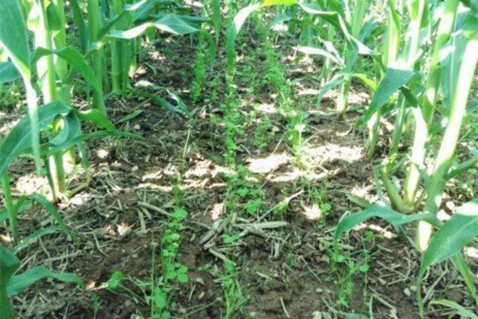 Interseeding Cover Crops into Corn or Soybean | CropWatch | Nebraska