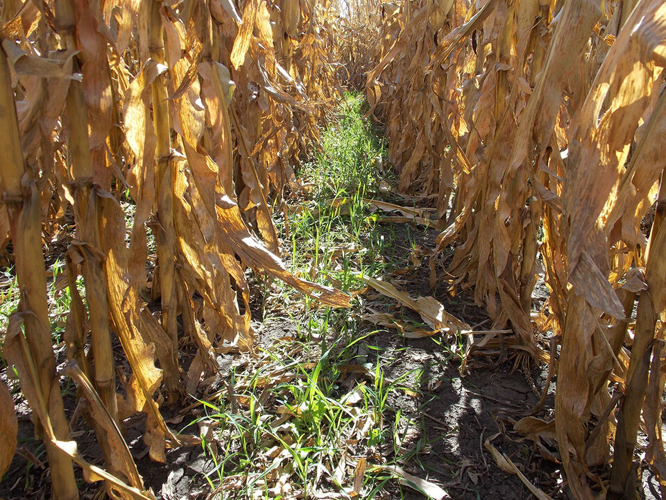 Cover Crops and Ecosystem Services: Insights from Studies in Temperate ...