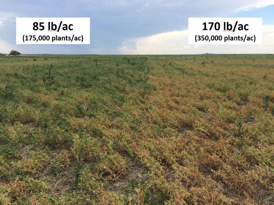 Field Pea Seeding Rates, Seeding Depth, and Inoculant | CropWatch ...