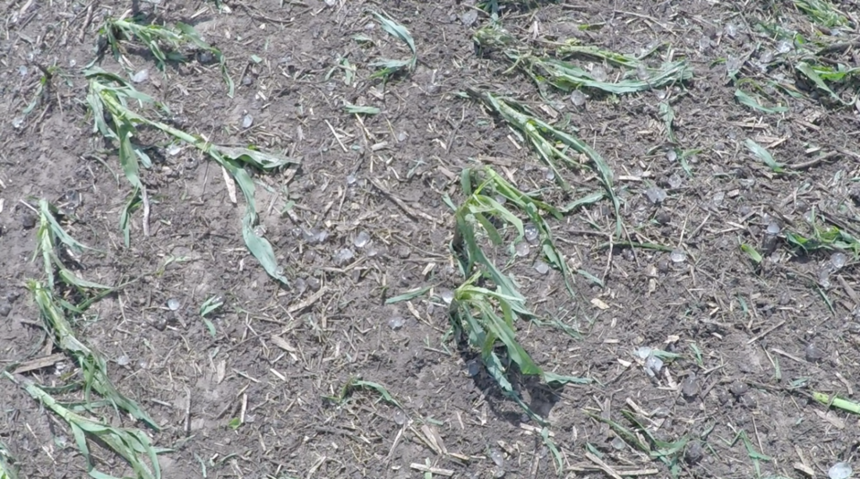 Hail Damage in Corn | CropWatch | Nebraska