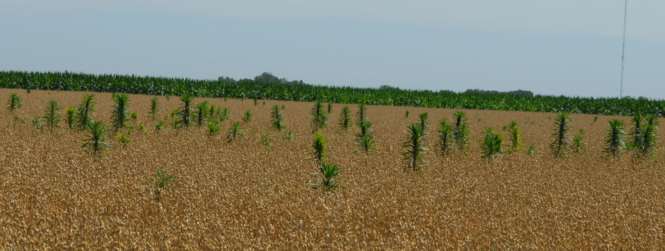Marestail Post Harvest in Wheat and Oats | CropWatch | Nebraska