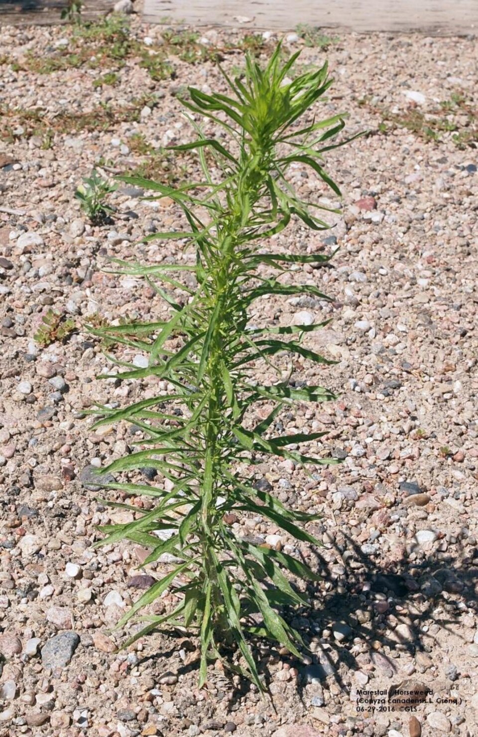 Act Soon to Manage Invasive Marestail in Pastures | CropWatch | Nebraska
