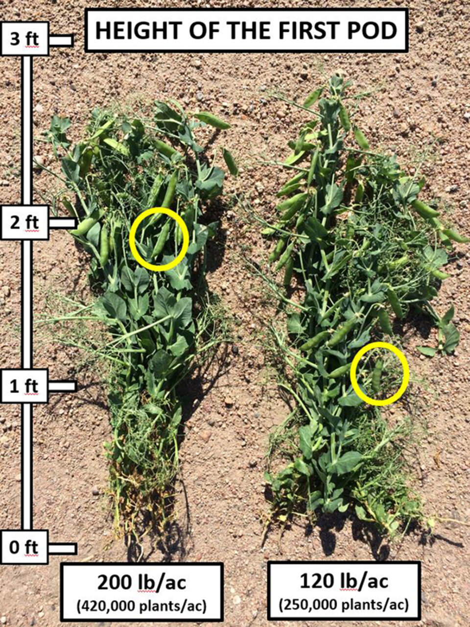 Field Pea Seeding Rates, Seeding Depth, and Inoculant | CropWatch ...