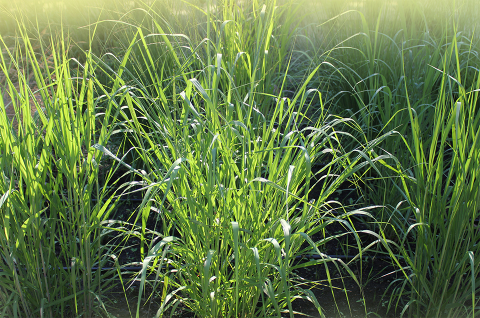 Bioenergy Crops | CropWatch | Nebraska
