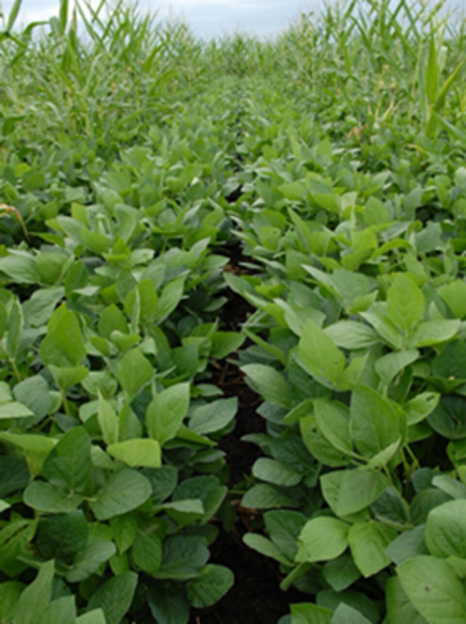 Control of Glyphosate-Resistant Volunteer Corn in LibertyLink Soybean ...