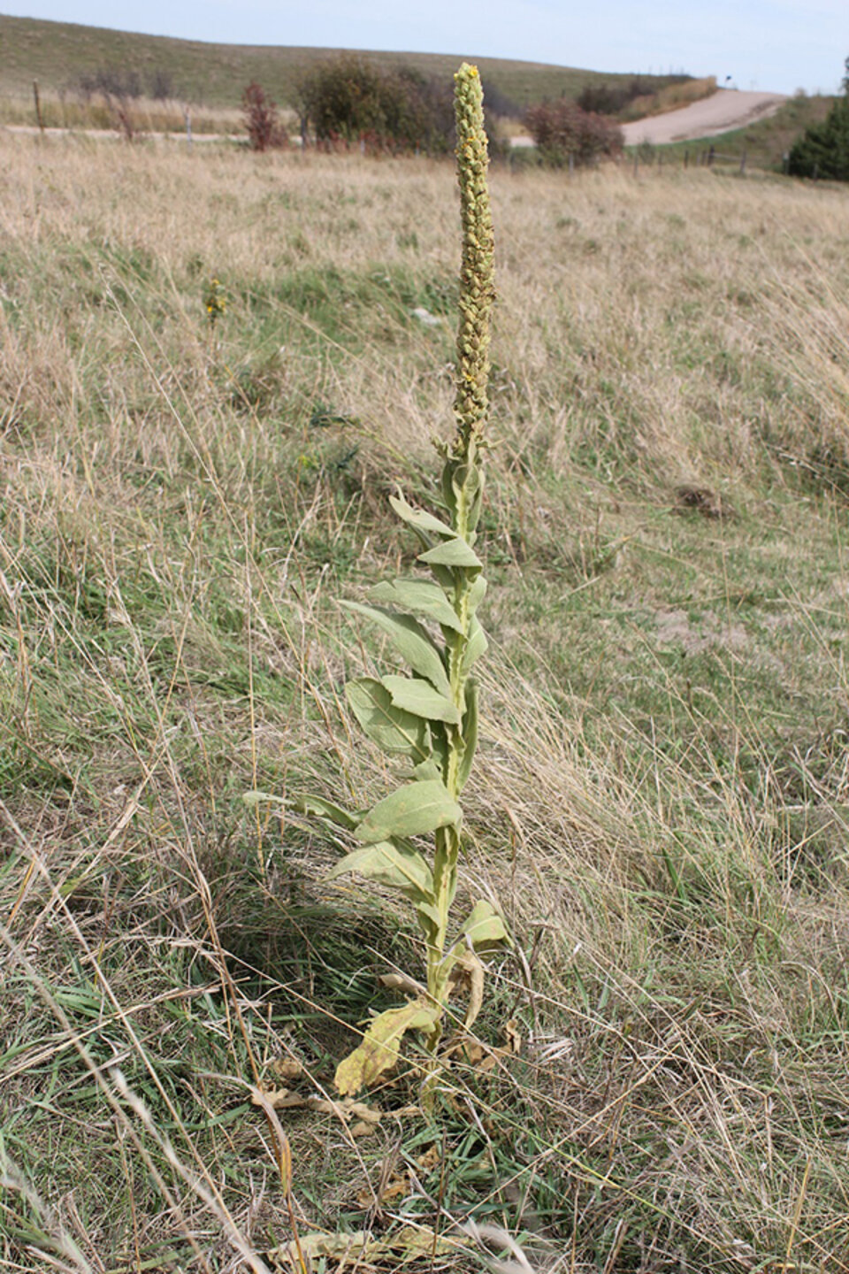 Managing Common Mullein this Fall | CropWatch | Nebraska