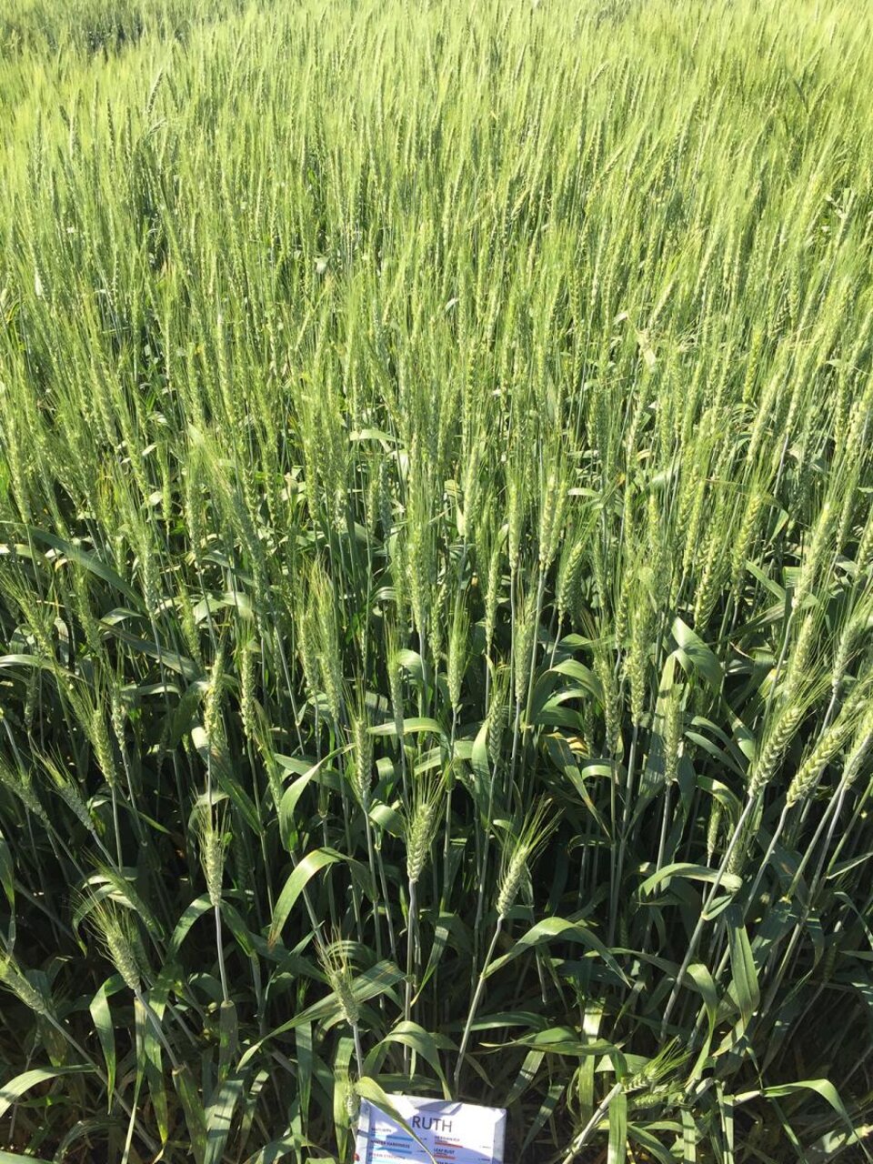 Top Performers by Region in 2017 Wheat Trials | CropWatch | Nebraska