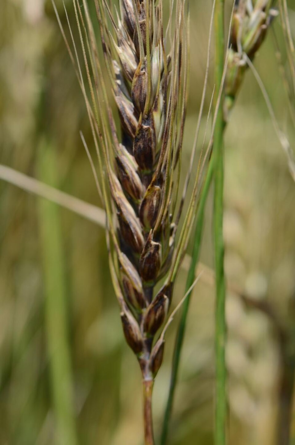 Wheat Disease Update: Bacterial Streak and Black Chaff | CropWatch ...
