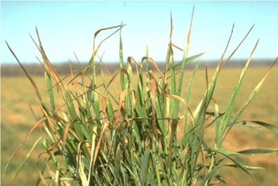 Assessing Freeze Injury to Wheat | CropWatch | Nebraska