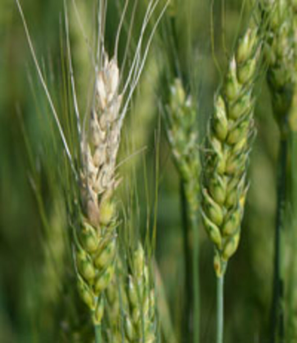 Wheat Disease Update | CropWatch | Nebraska