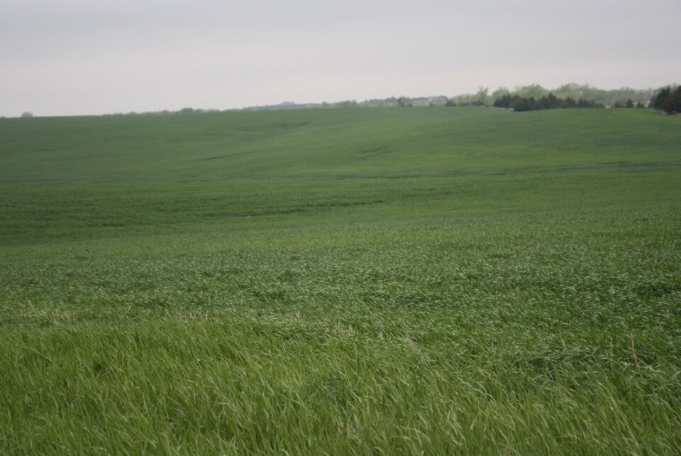 Crop Reports from Extension Educators | CropWatch | Nebraska