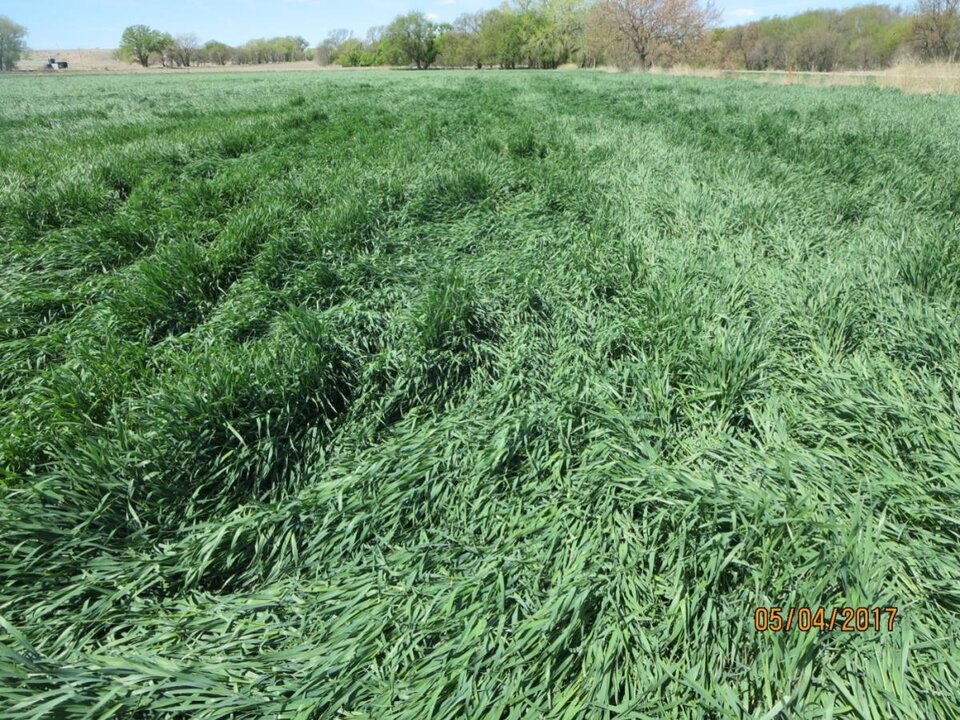 Be Patient When Assessing Winter Wheat Damage | CropWatch | Nebraska