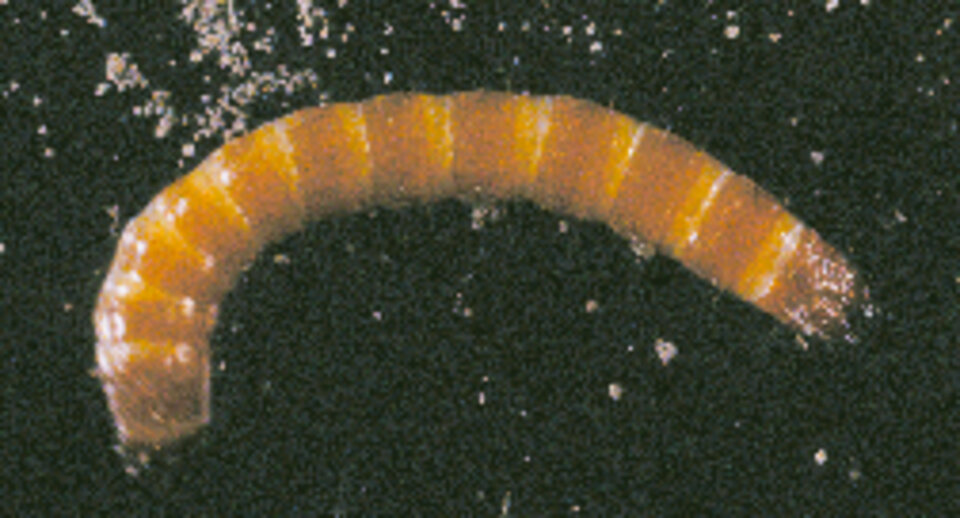 Scout Emerging Corn for Insects; Don’t Assume Protection | CropWatch ...